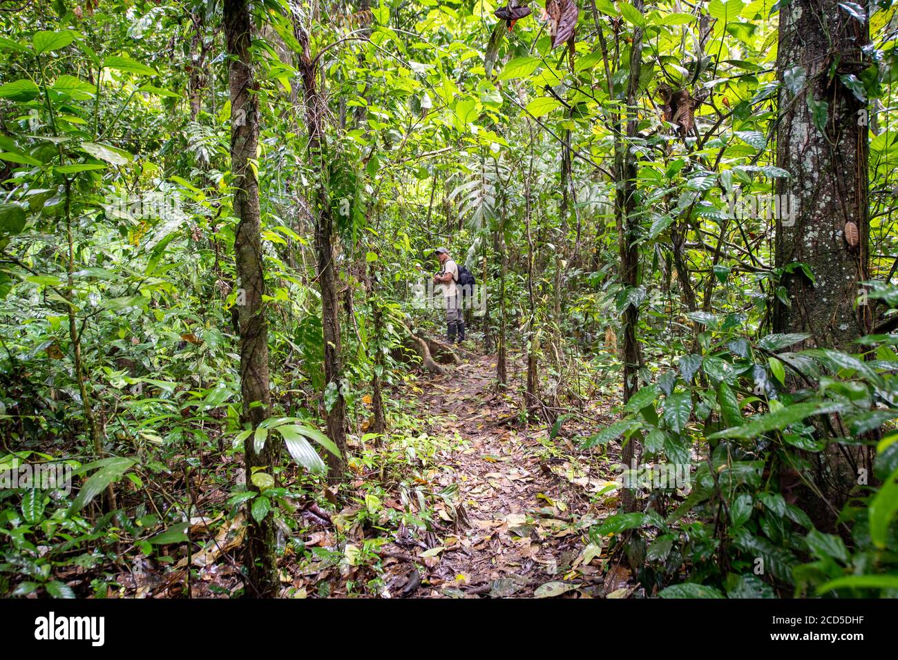 Peruvian Amazon Rainforest Stock Photo - Alamy