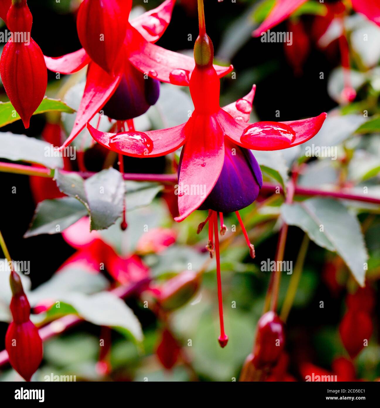 Species fuchsia hi-res stock photography and images - Alamy