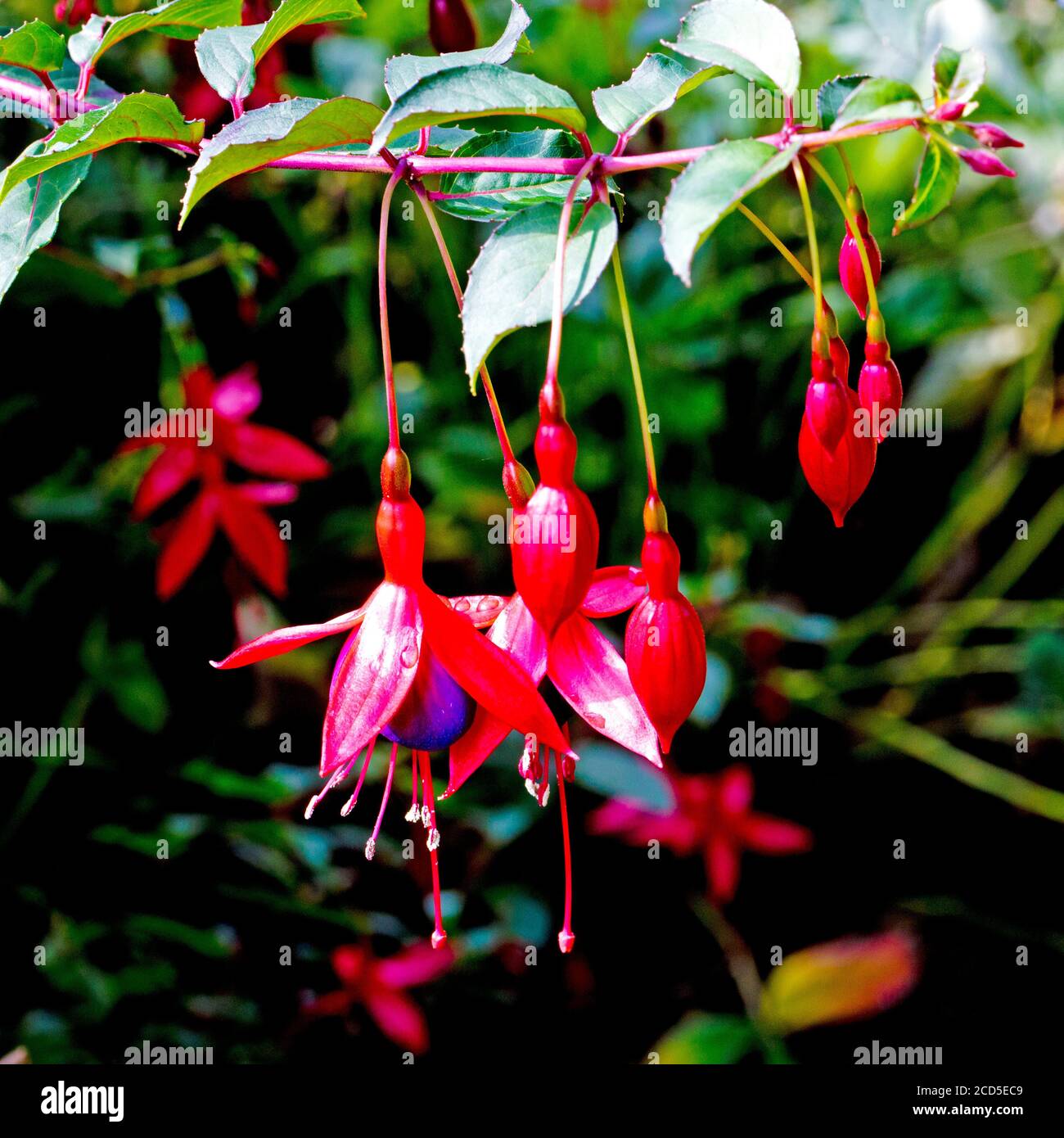 Species fuchsia hi-res stock photography and images - Alamy