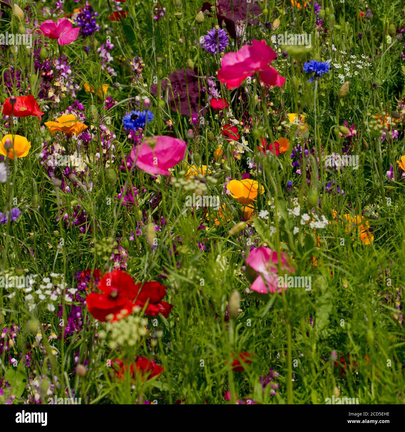 planting a wild flower meadow Stock Photo - Alamy
