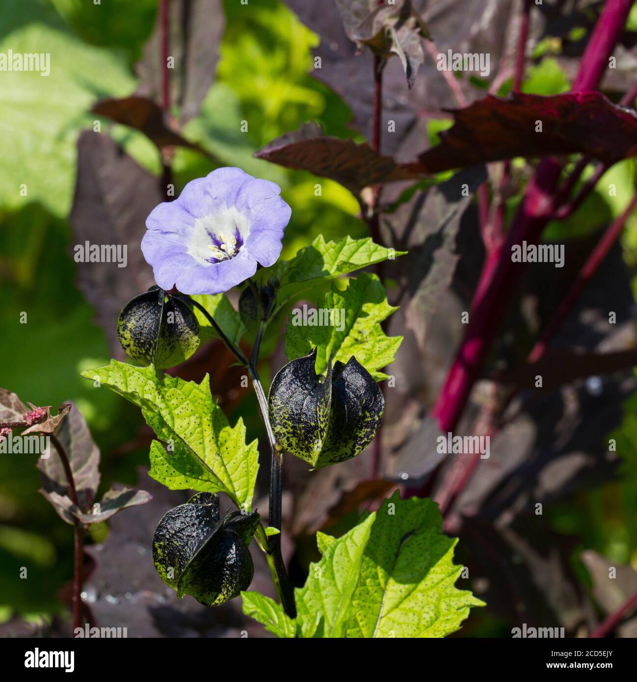 Shoofly plant hi-res stock photography and images - Alamy