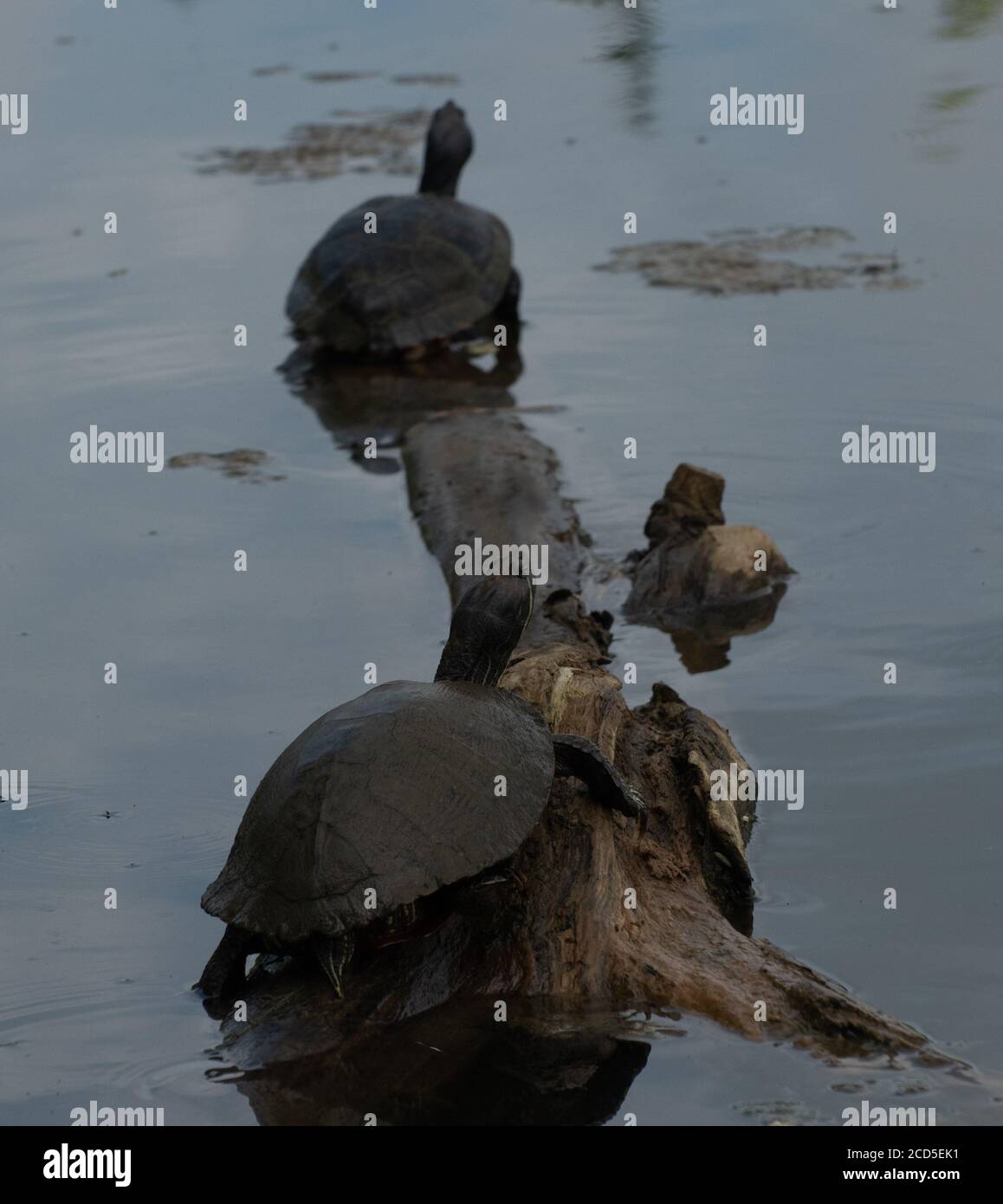 Turtle sitting log water hi-res stock photography and images - Alamy