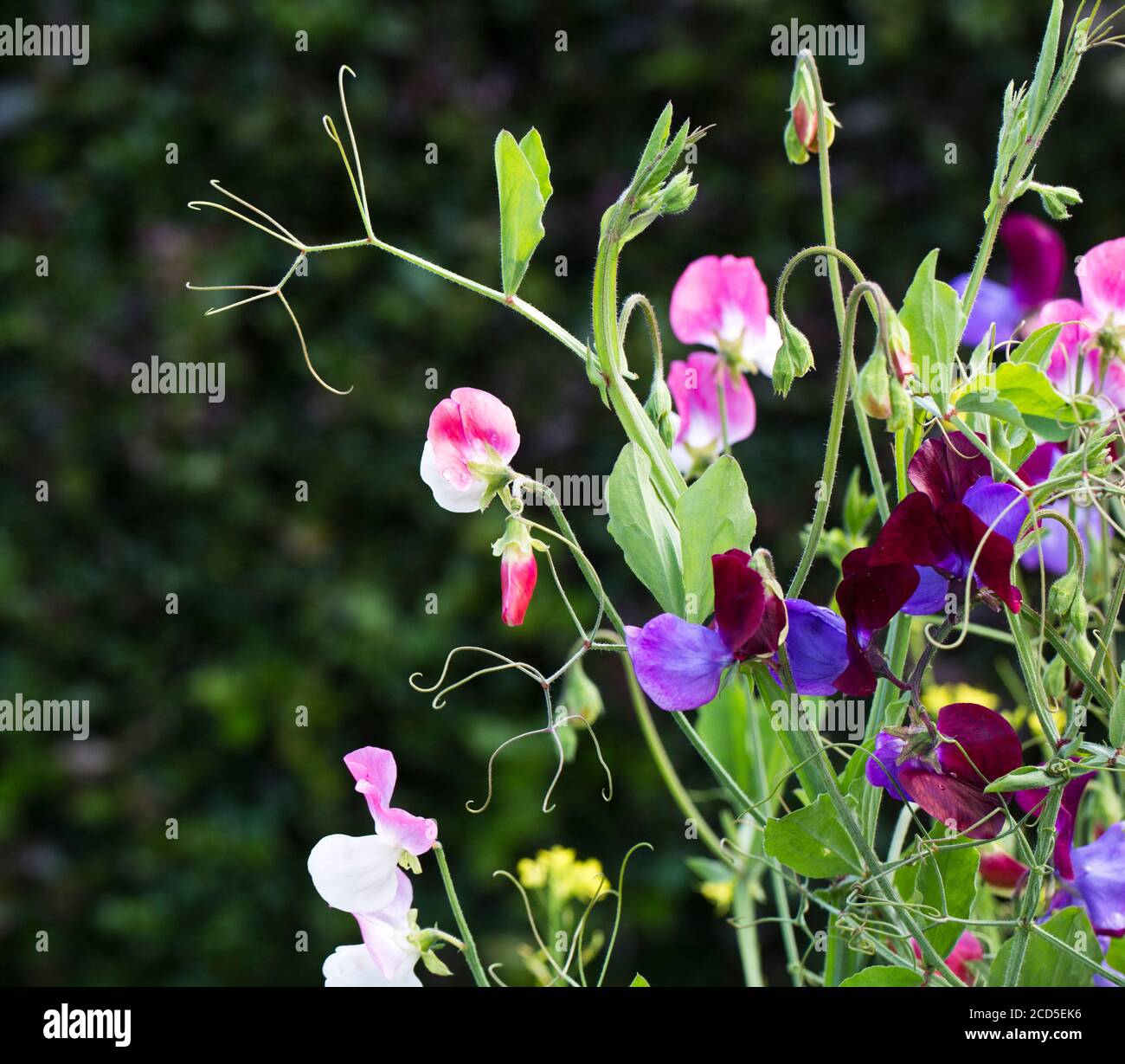 Sweet Pea, Lathyrus odoratus Stock Photo - Alamy