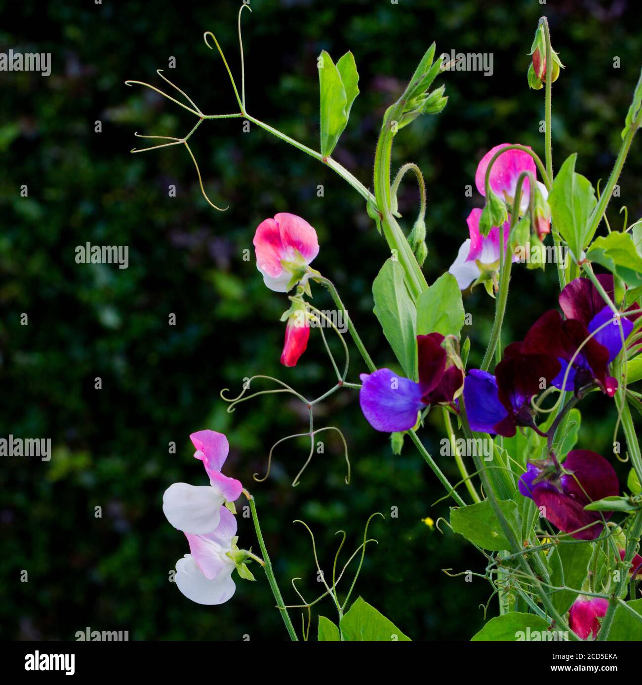 Sweet Pea, Lathyrus odoratus Stock Photo - Alamy