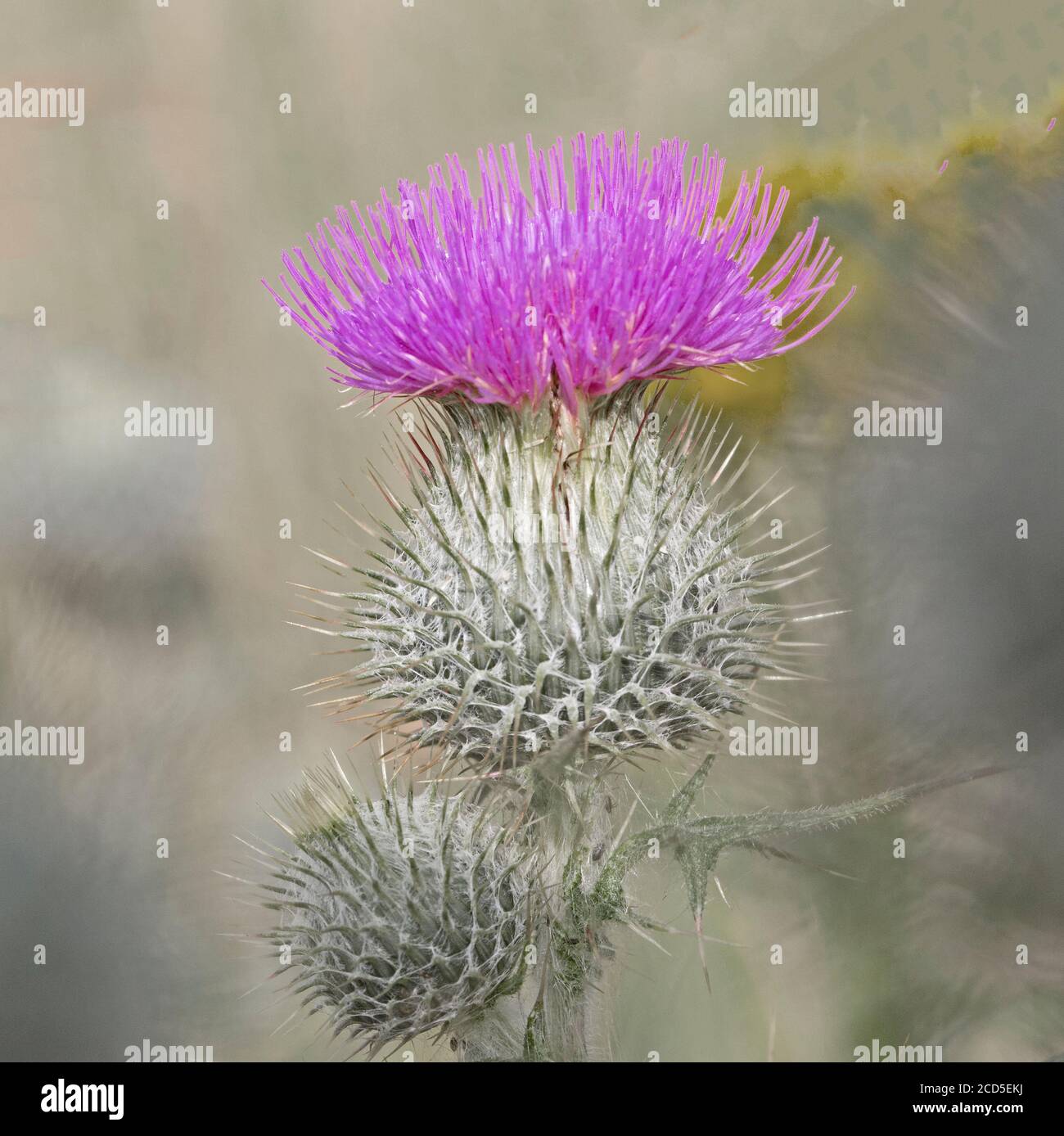 Thistle Scotland Emblem High Resolution Stock Photography and Images ...