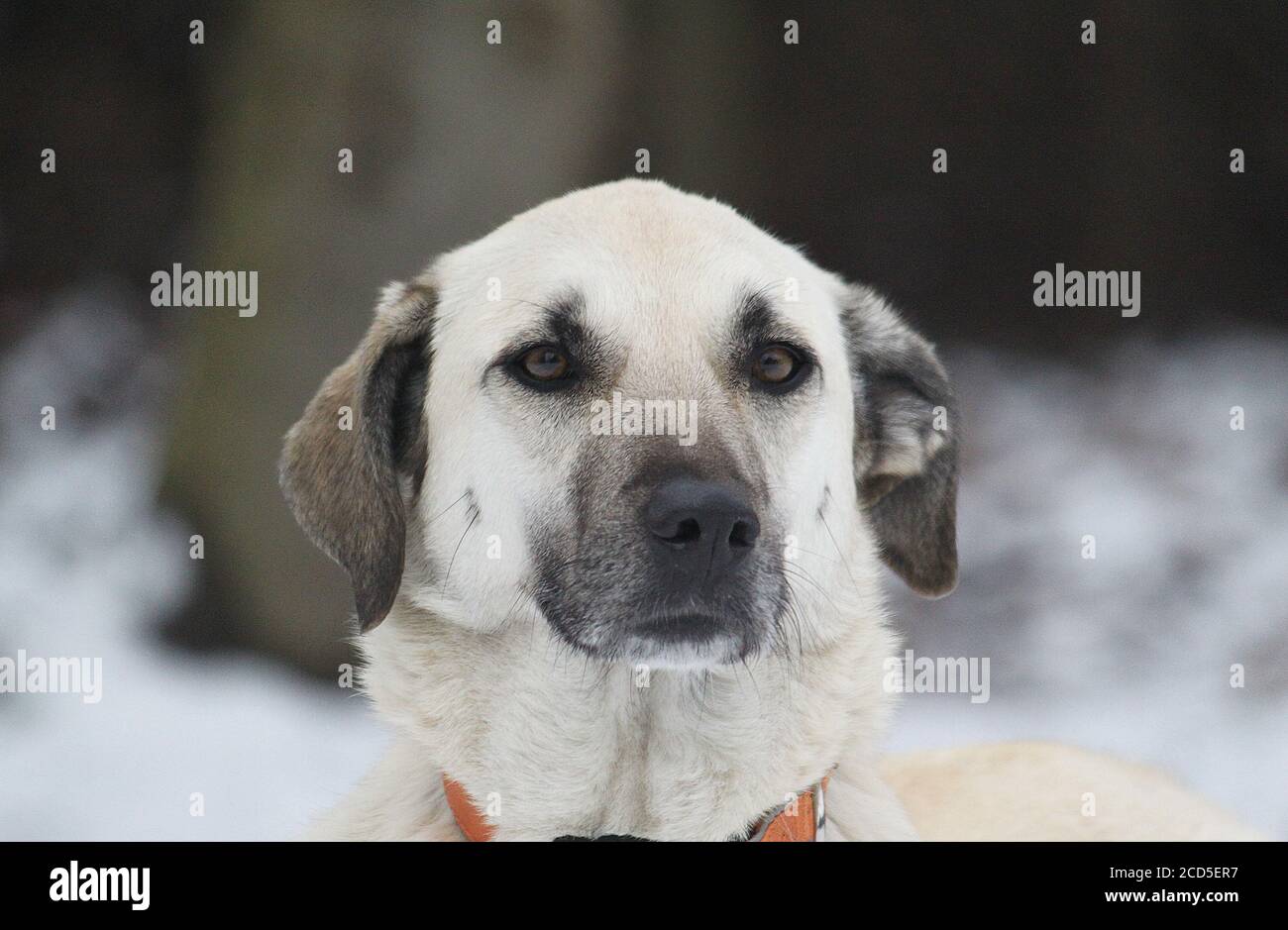 Droopy ears hi-res stock photography and images - Alamy