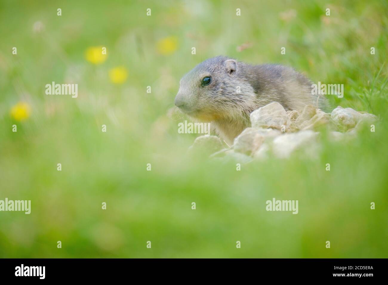 Rodent spain spanish wildlife hi-res stock photography and images - Alamy