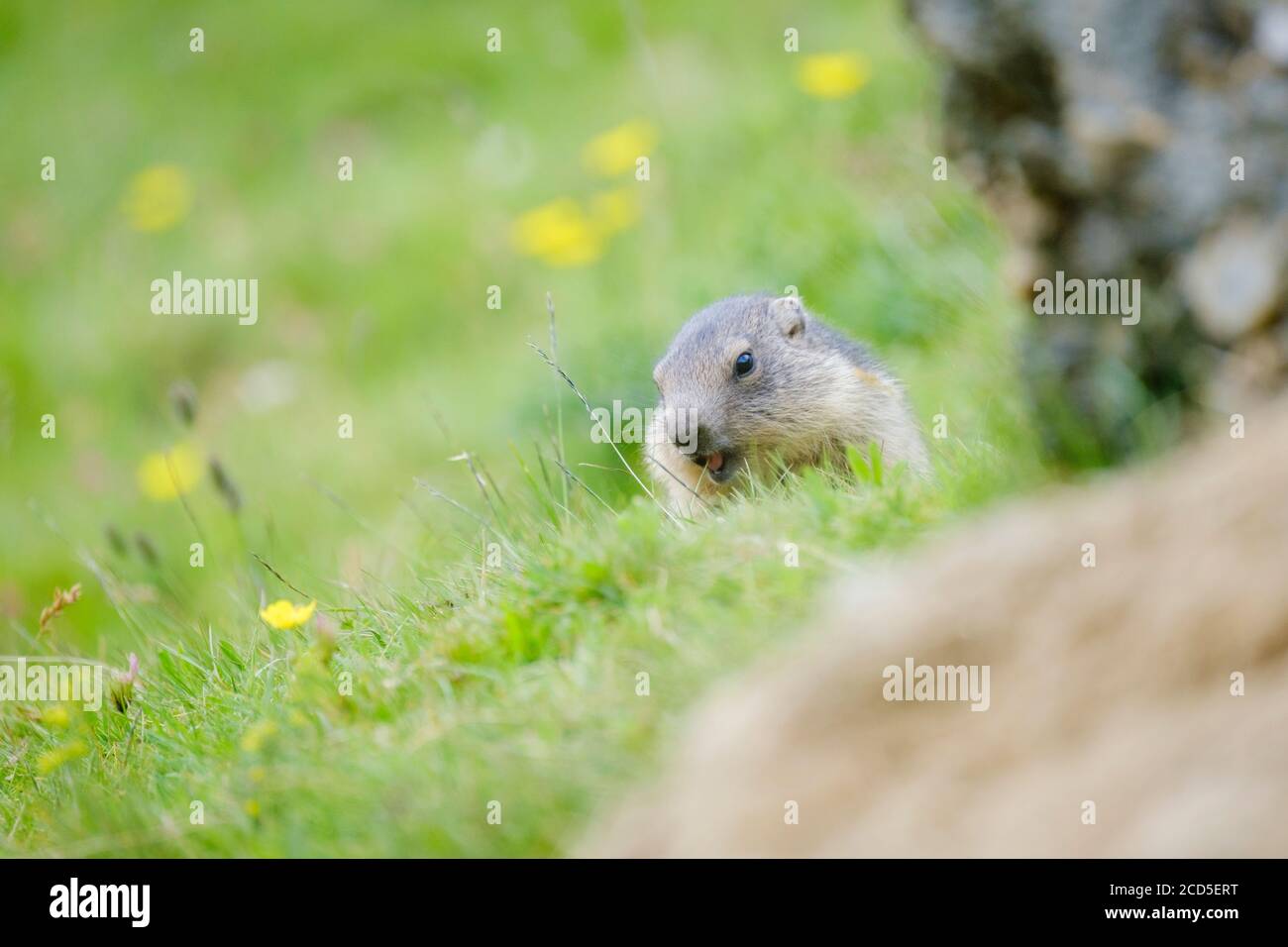 Rodent spain spanish wildlife hi-res stock photography and images - Alamy
