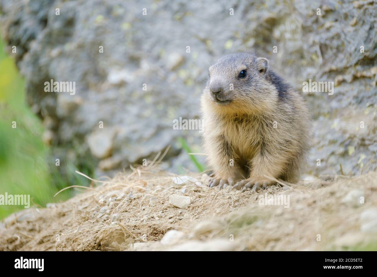 Rodent spain spanish wildlife hi-res stock photography and images - Alamy