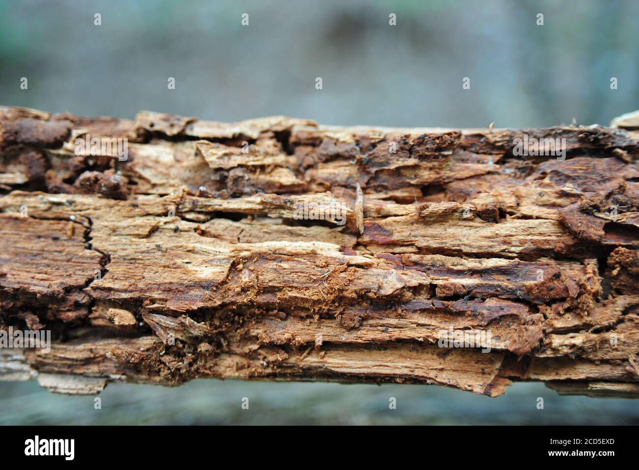 Axed tree hi-res stock photography and images - Alamy