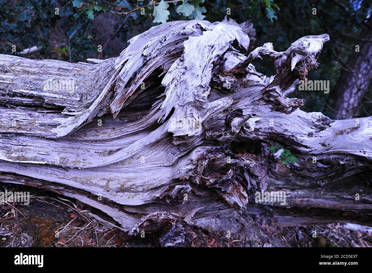 Axed tree hi-res stock photography and images - Alamy