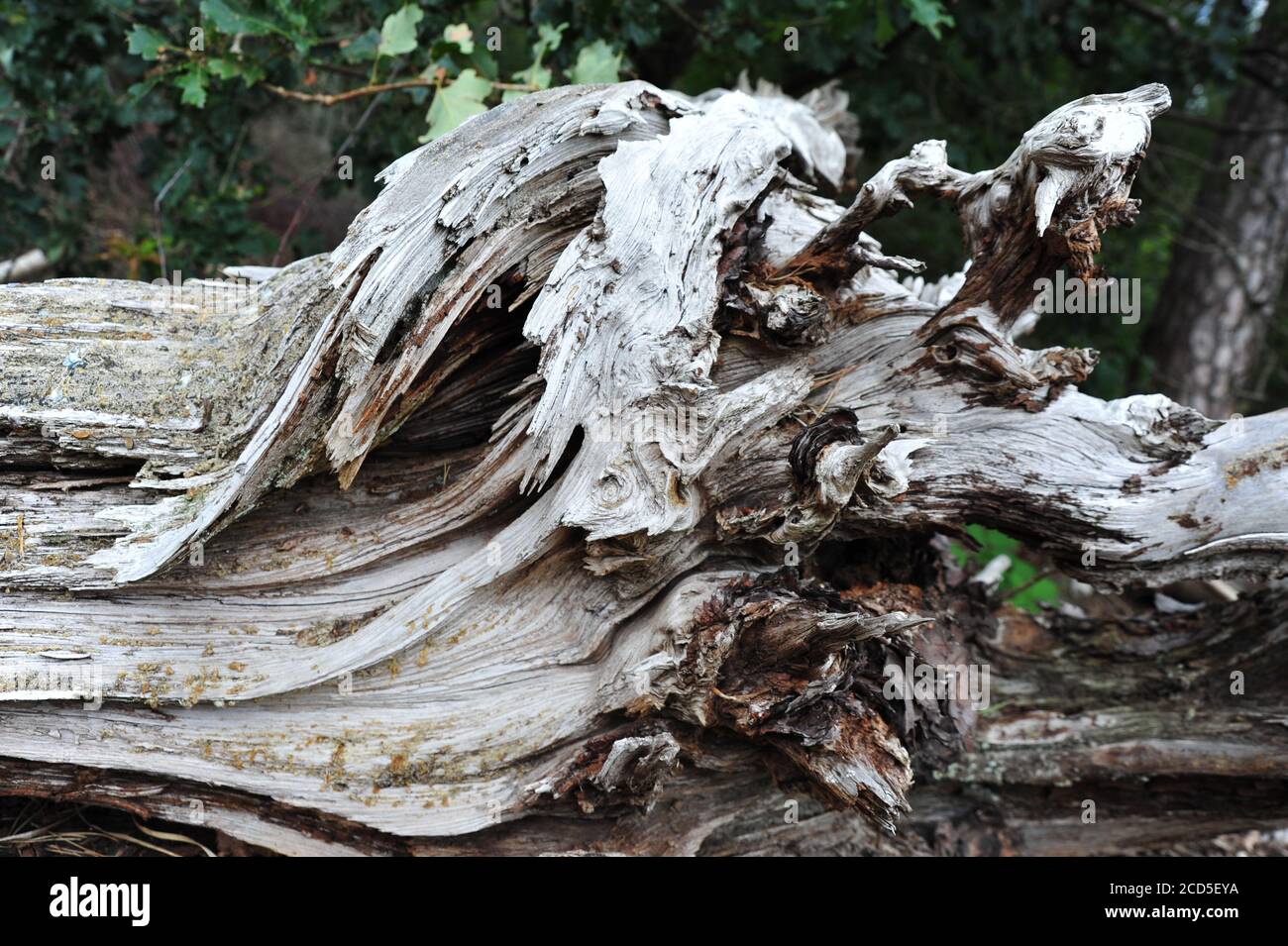 Axed tree hi-res stock photography and images - Alamy