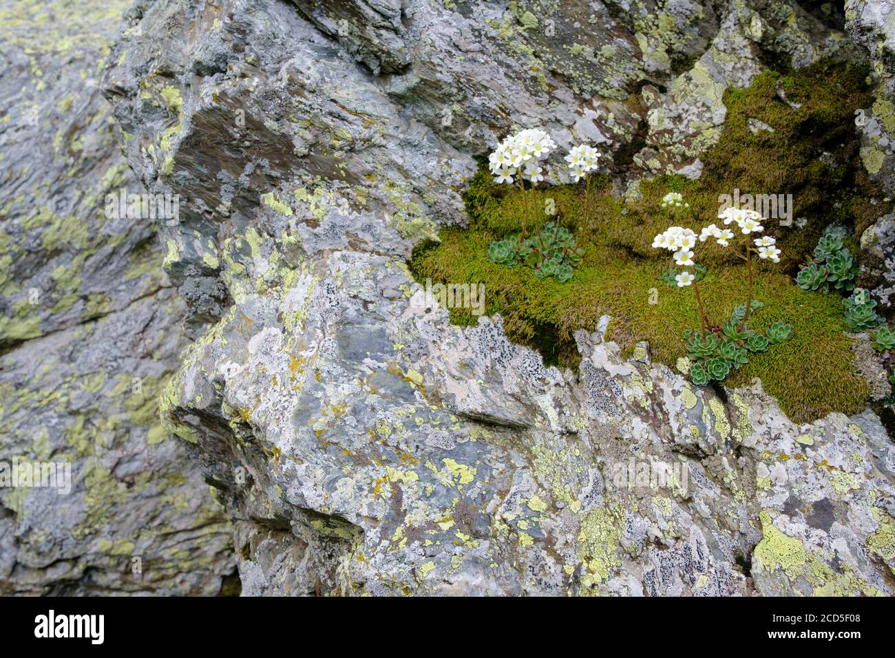 Saxifrages High Resolution Stock Photography and Images - Alamy