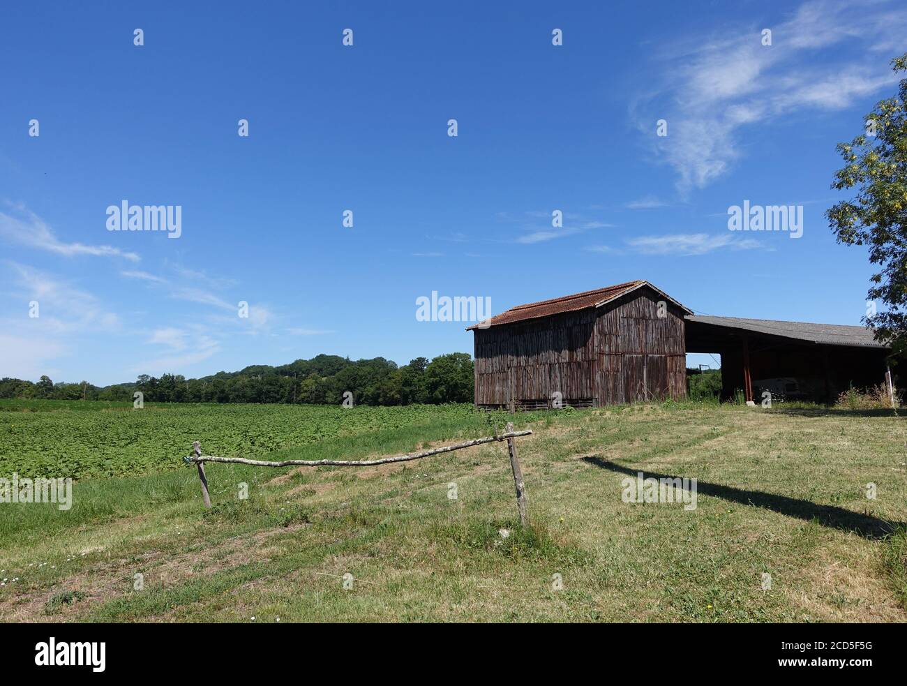 An old tobacco barn on the edge of a french field of early sunflowers ...