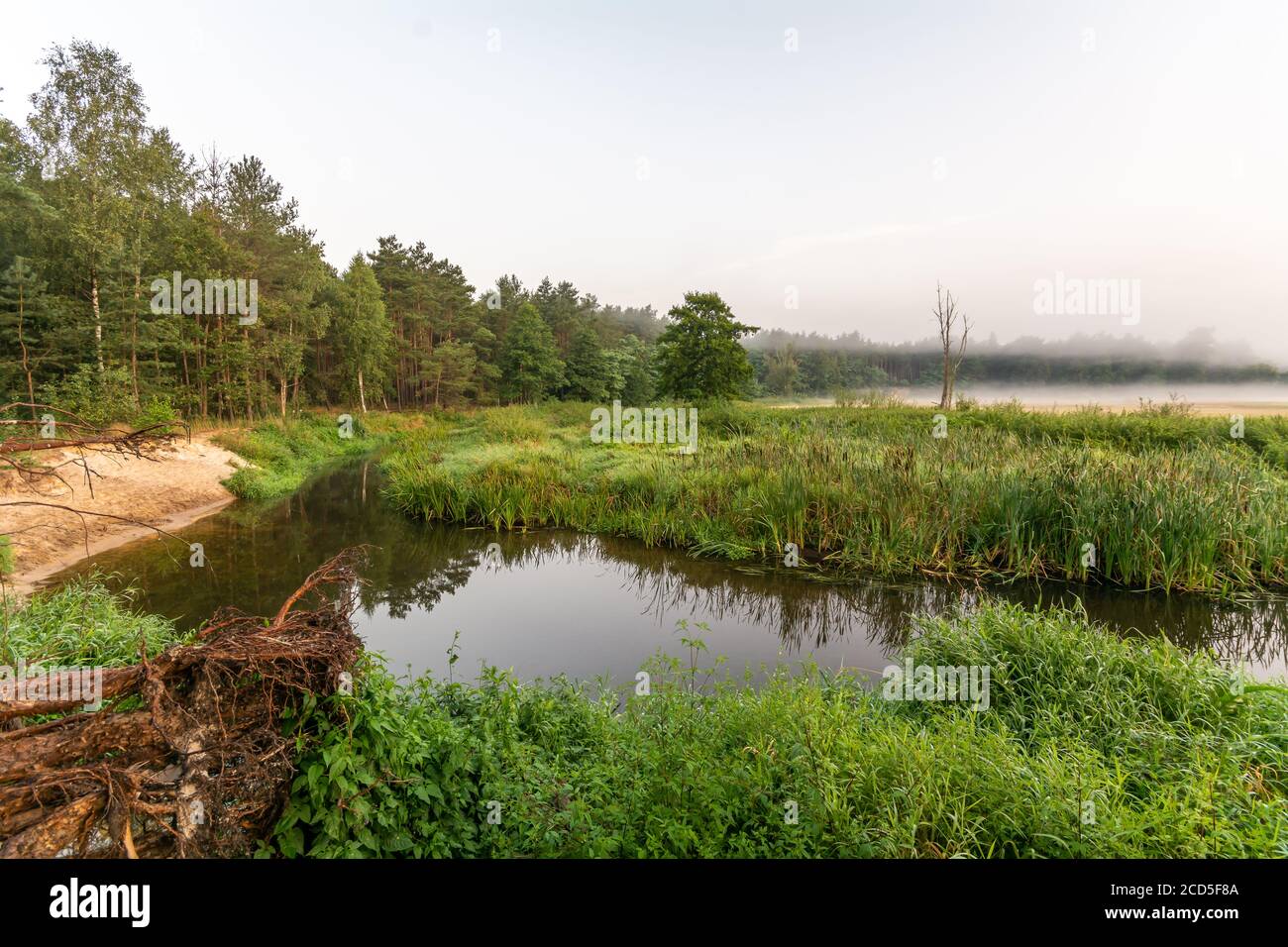 The mysterious river Grabia on a summer day, Poland Stock Photo - Alamy