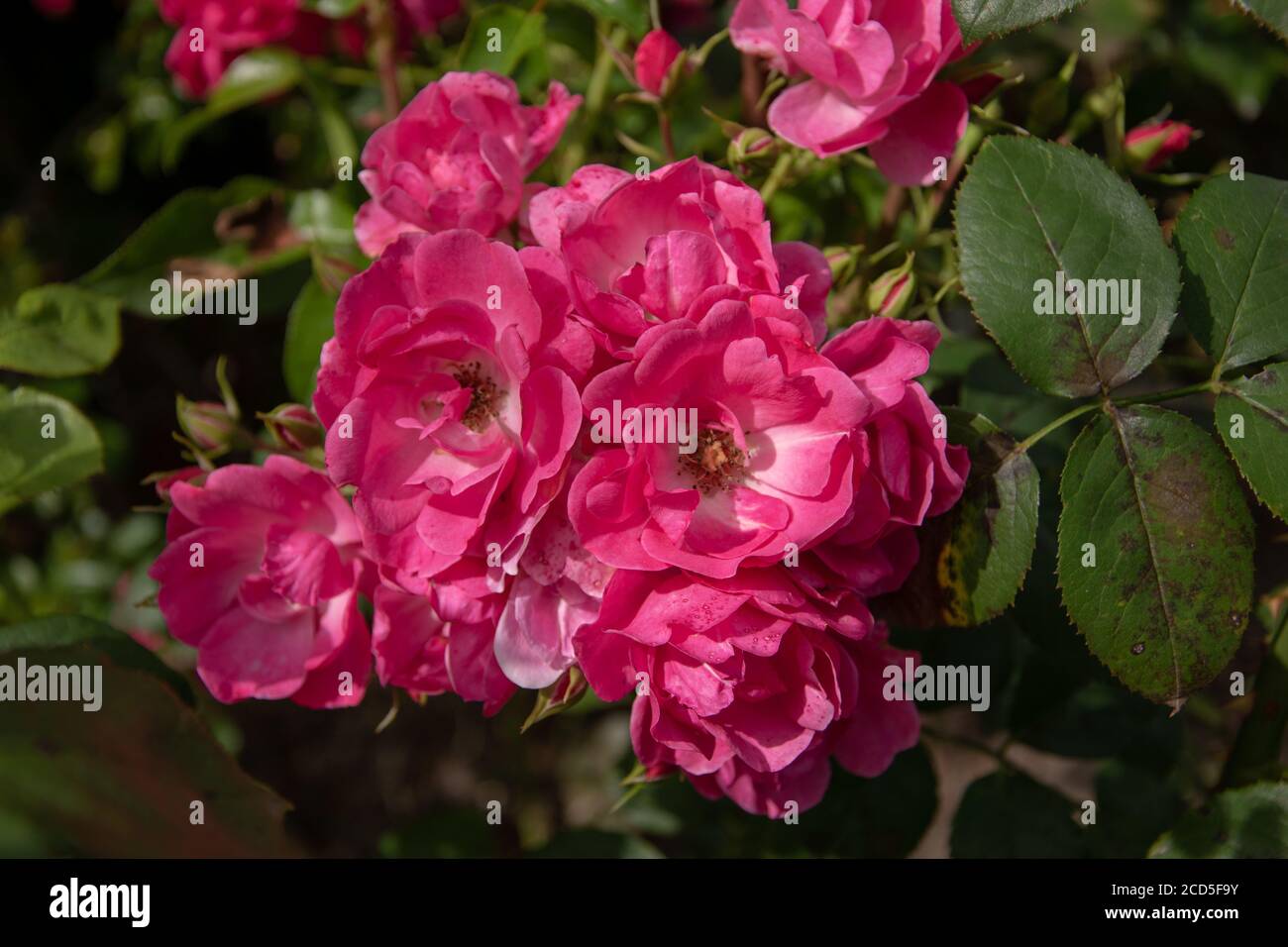 Angela rose hi-res stock photography and images - Alamy