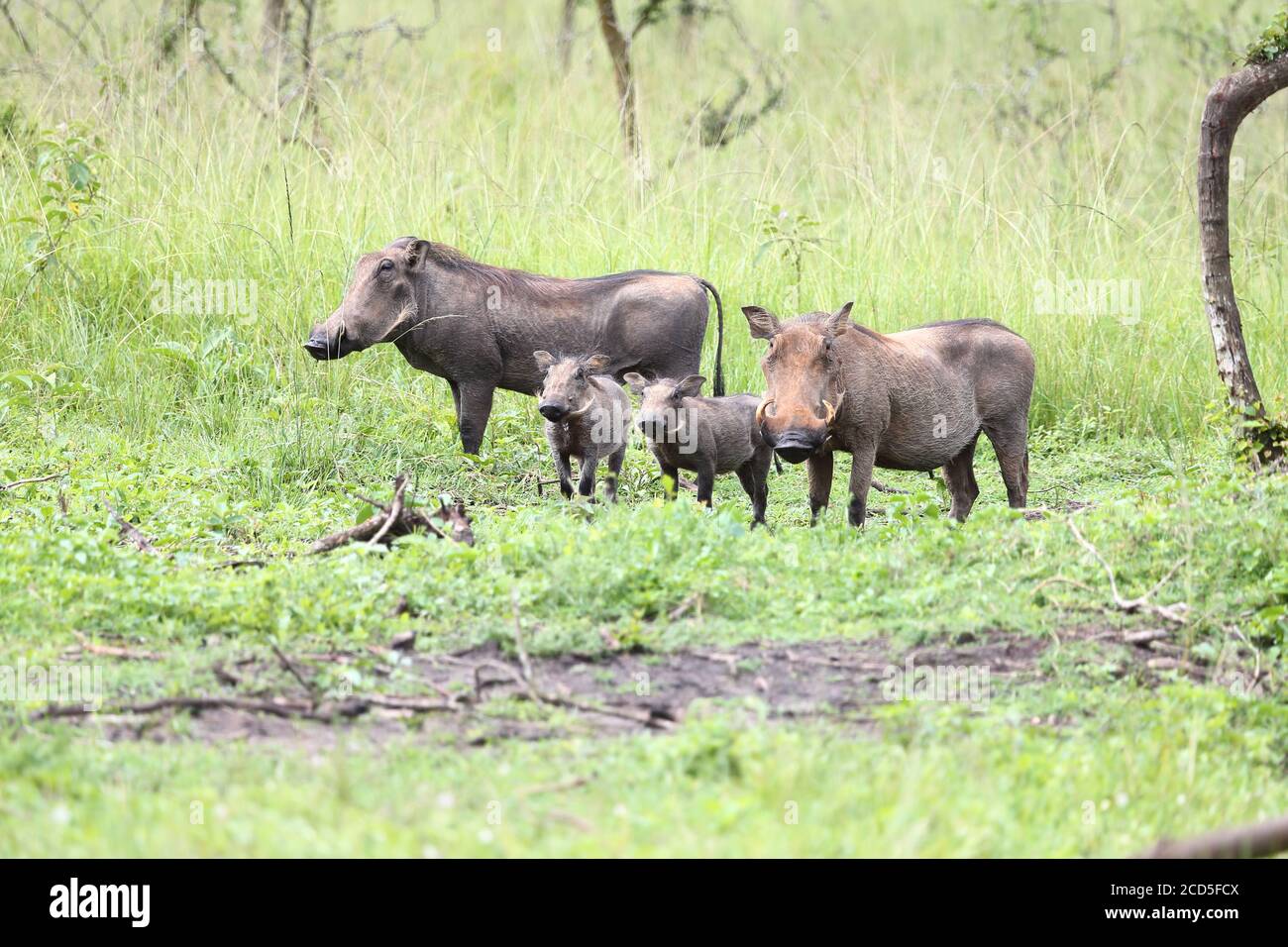 Family of four warthogs standing in a clearing in Ugandan National Park ...