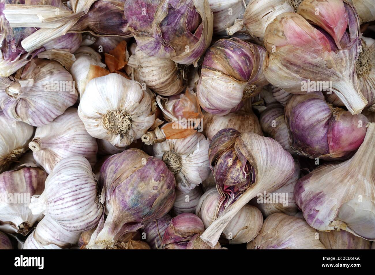 Garlic French Pink
