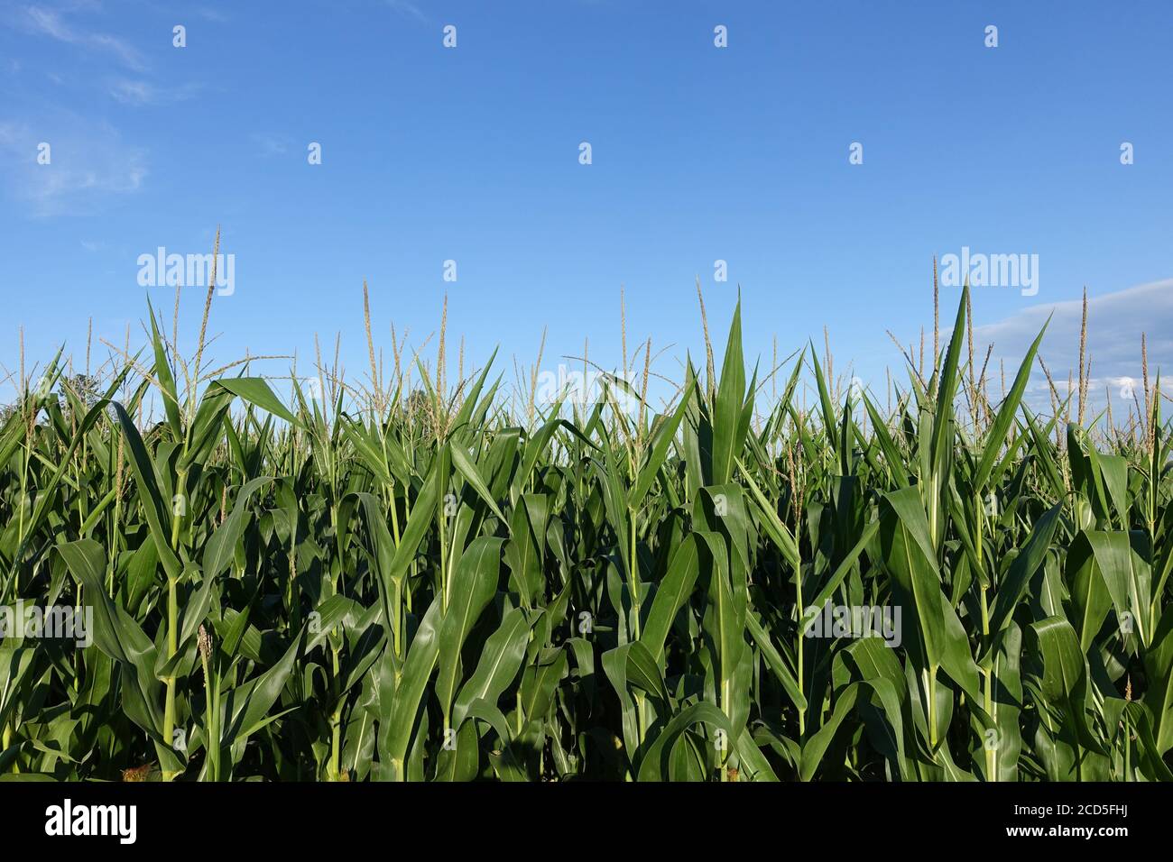 Edge of maize field hi-res stock photography and images - Alamy