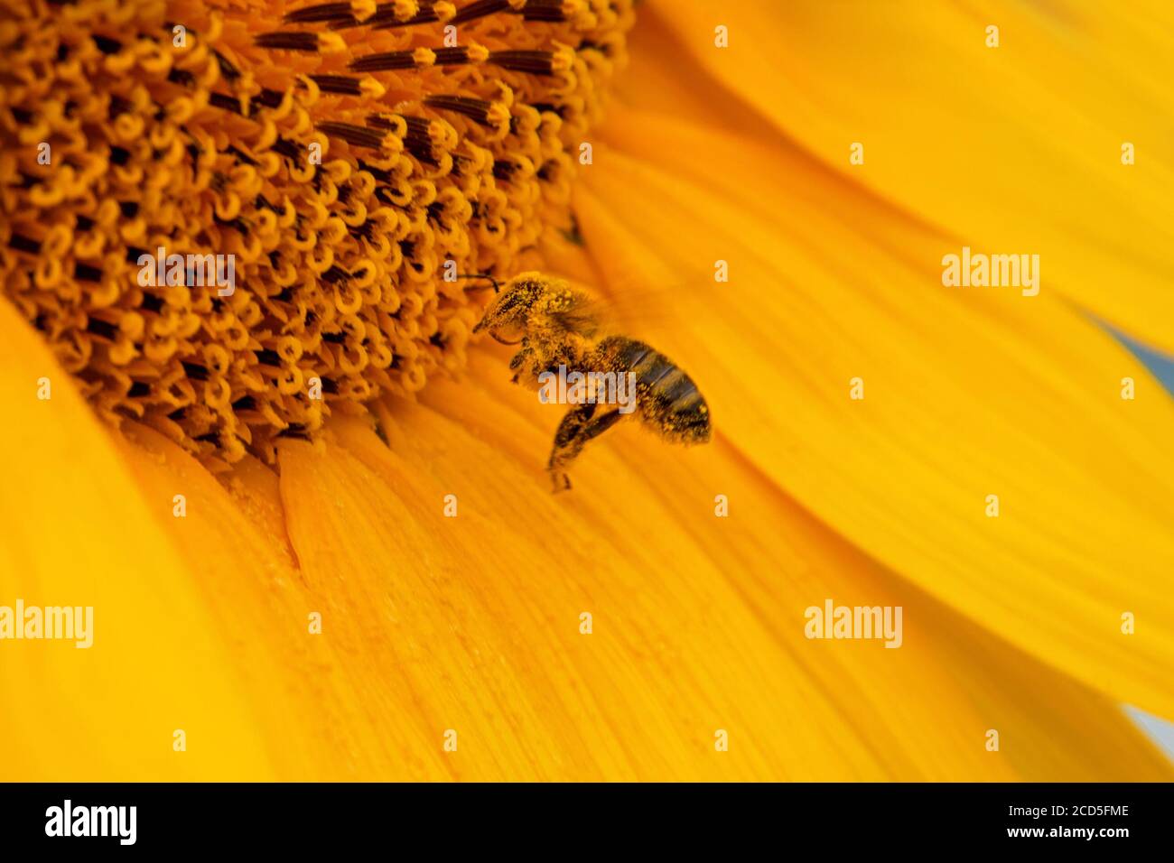 Honey bee collecting nectar from a sunflower. Bee pollinating ...