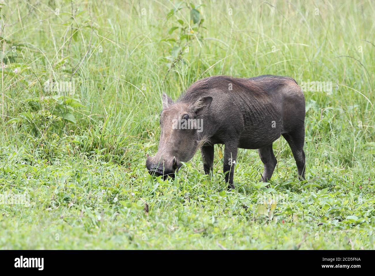 Warthog snout hi-res stock photography and images - Alamy