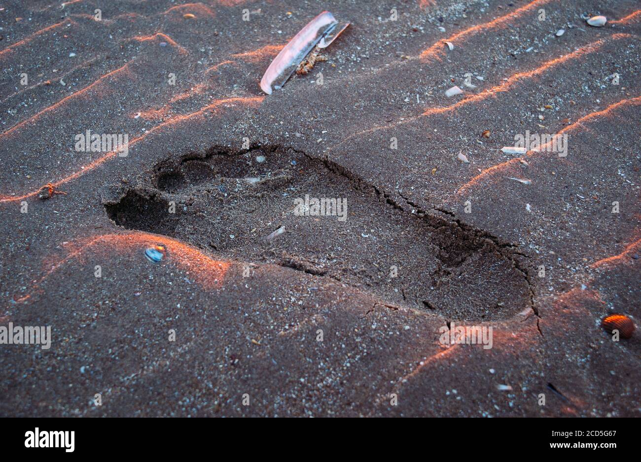 Imprint shell hi-res stock photography and images - Alamy
