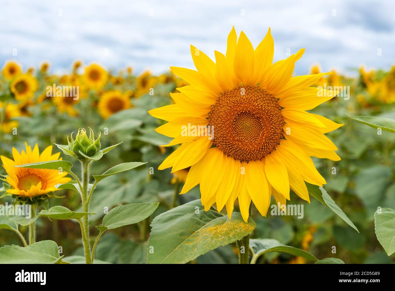Field of sunflowers. Large common sunflowers, landscape from a ...