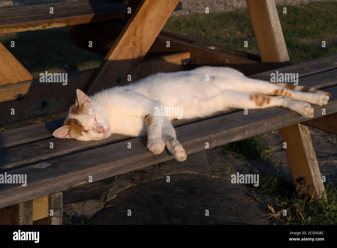 Cat under wooden bench hi-res stock photography and images - Alamy