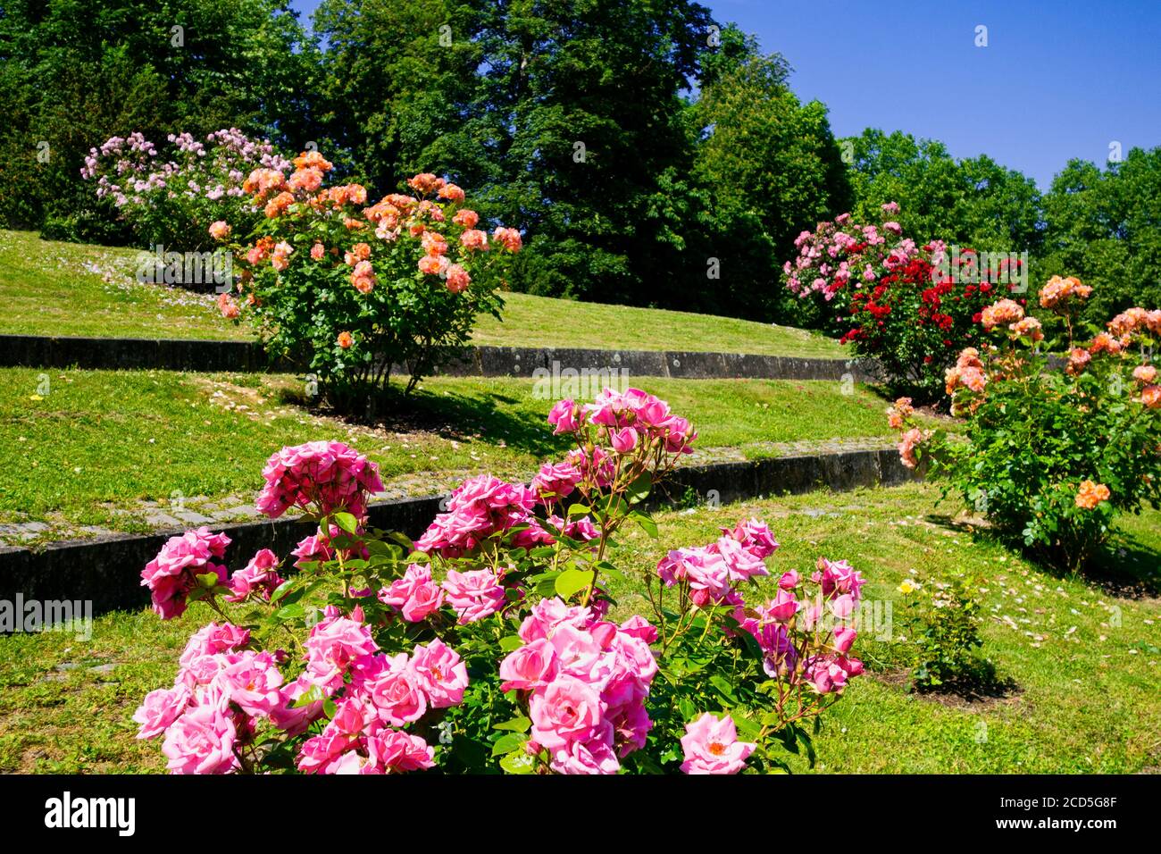 View of flowers in garden Stock Photo - Alamy