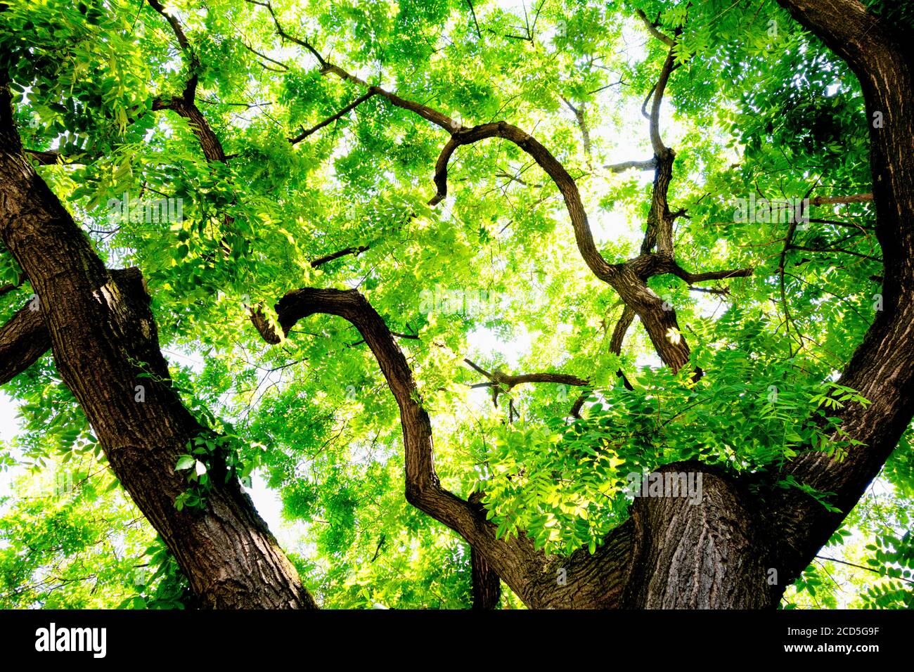Branches tree in sunlight hi-res stock photography and images - Alamy