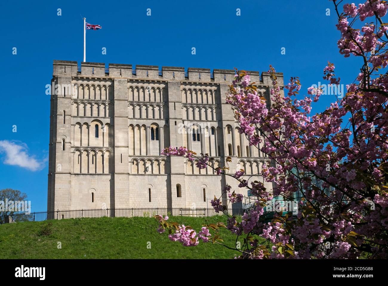Norwich Castle in Springtime, with Colourful Pink Almond Blossom ...