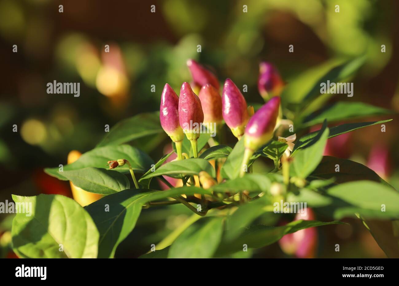 Purple chili peppers in garden Stock Photo - Alamy
