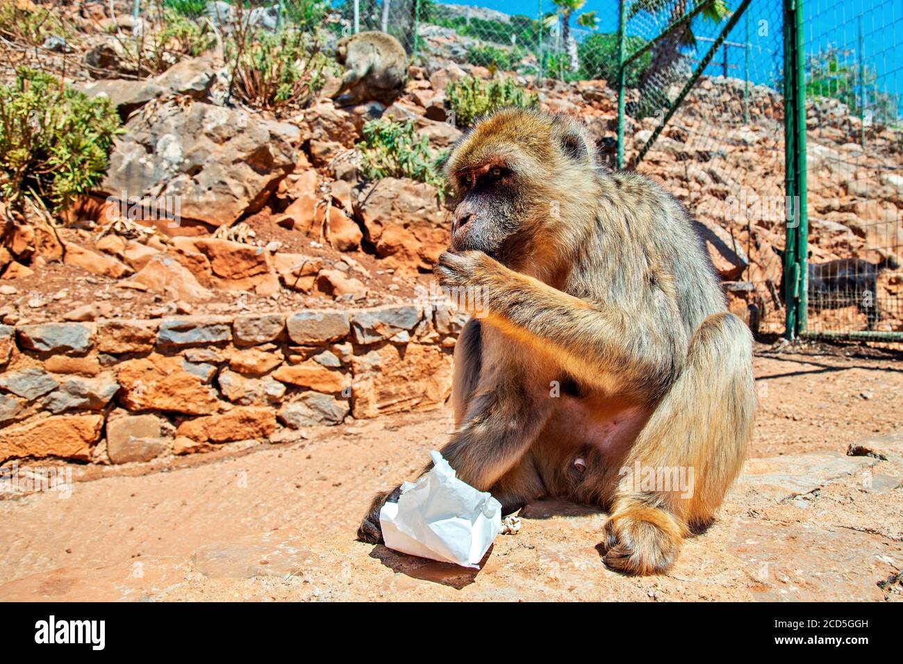 Macaca monkey in Amazonas park, zoo between Neapolis & Kourounes ...