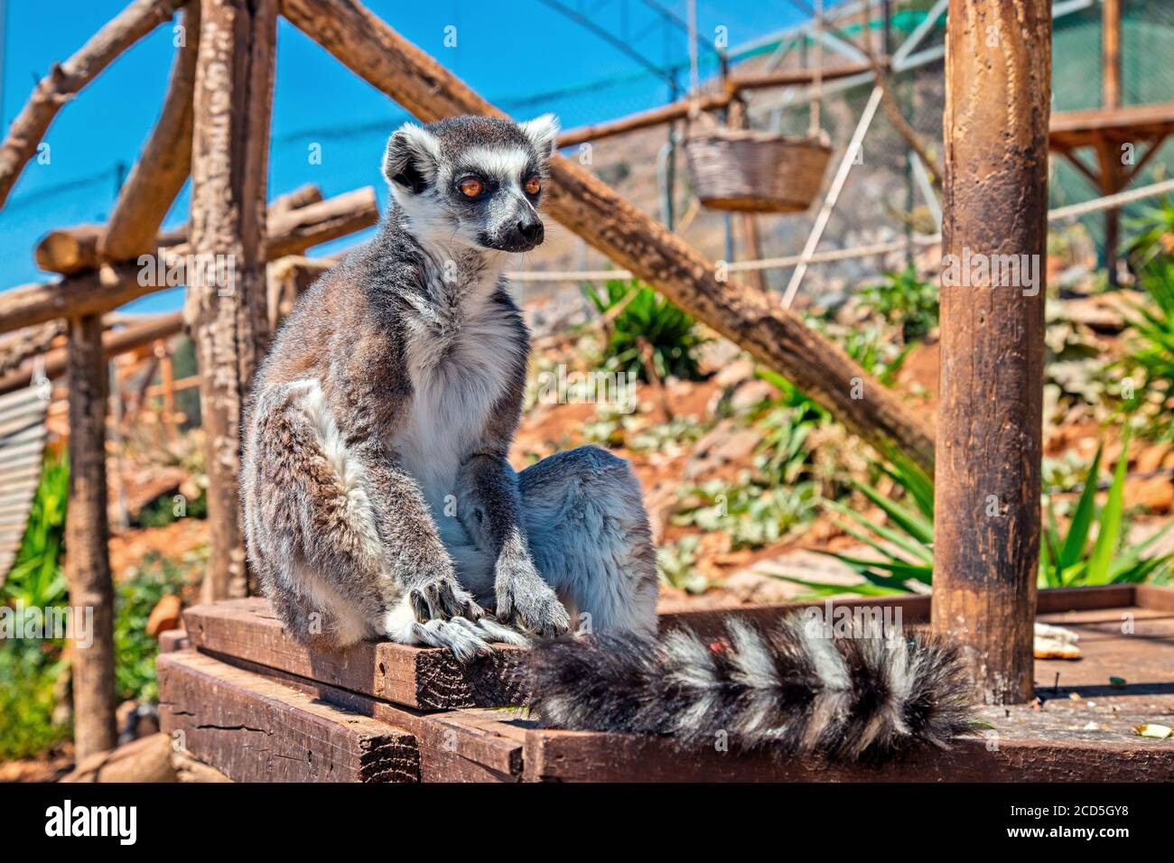 Zoo lemur hi-res stock photography and images - Alamy