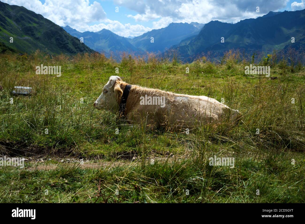 Brown highland cow sleeping hi-res stock photography and images - Alamy