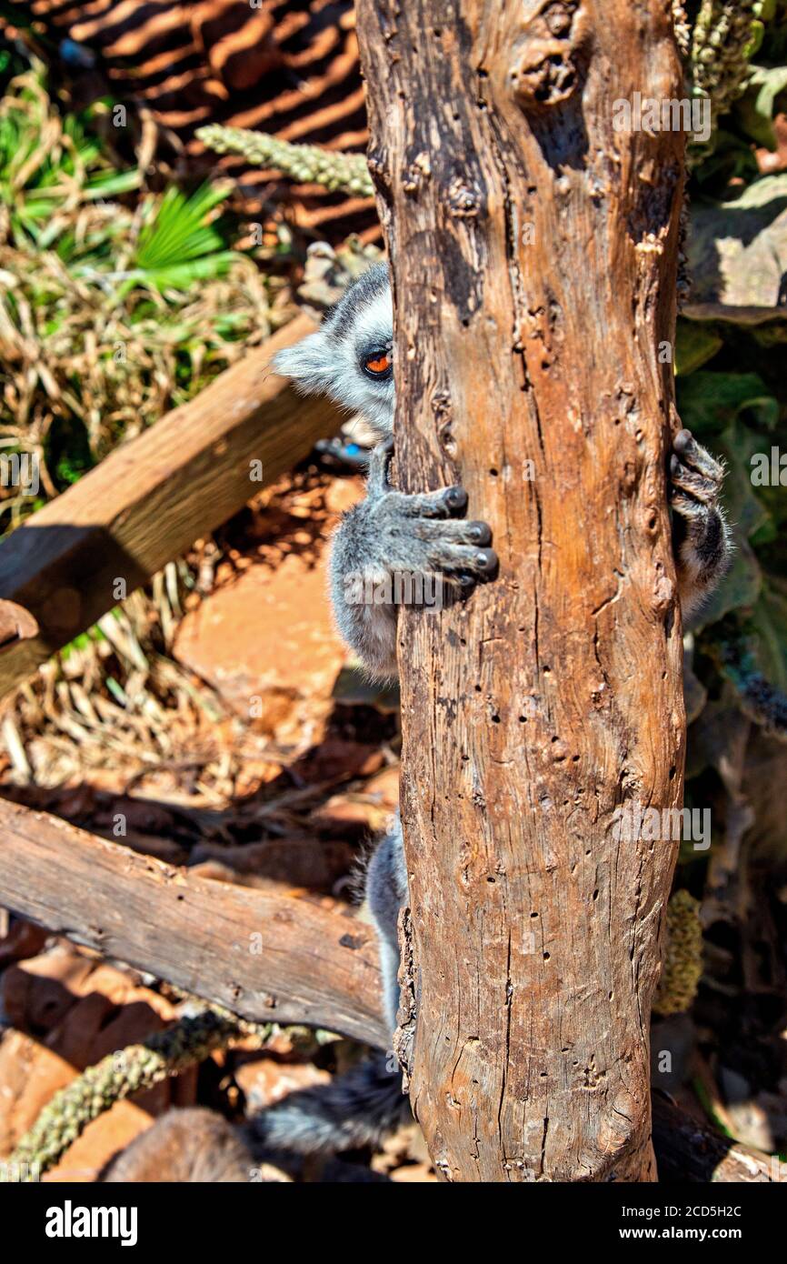 Greece zoo hi-res stock photography and images - Alamy