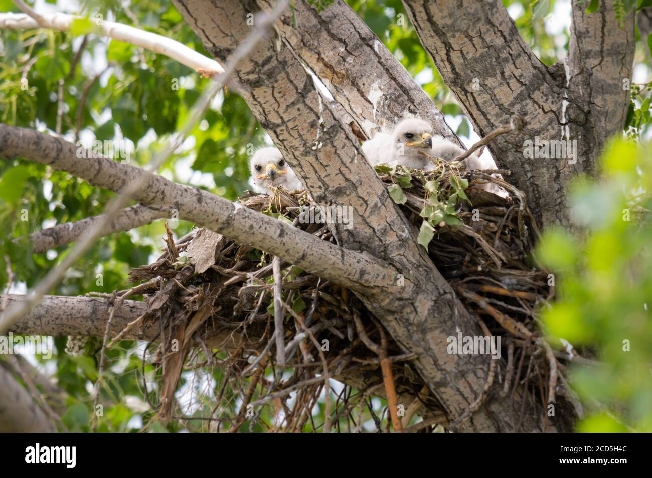 Red Tailed Hawk Babies High Resolution Stock Photography and Images - Alamy
