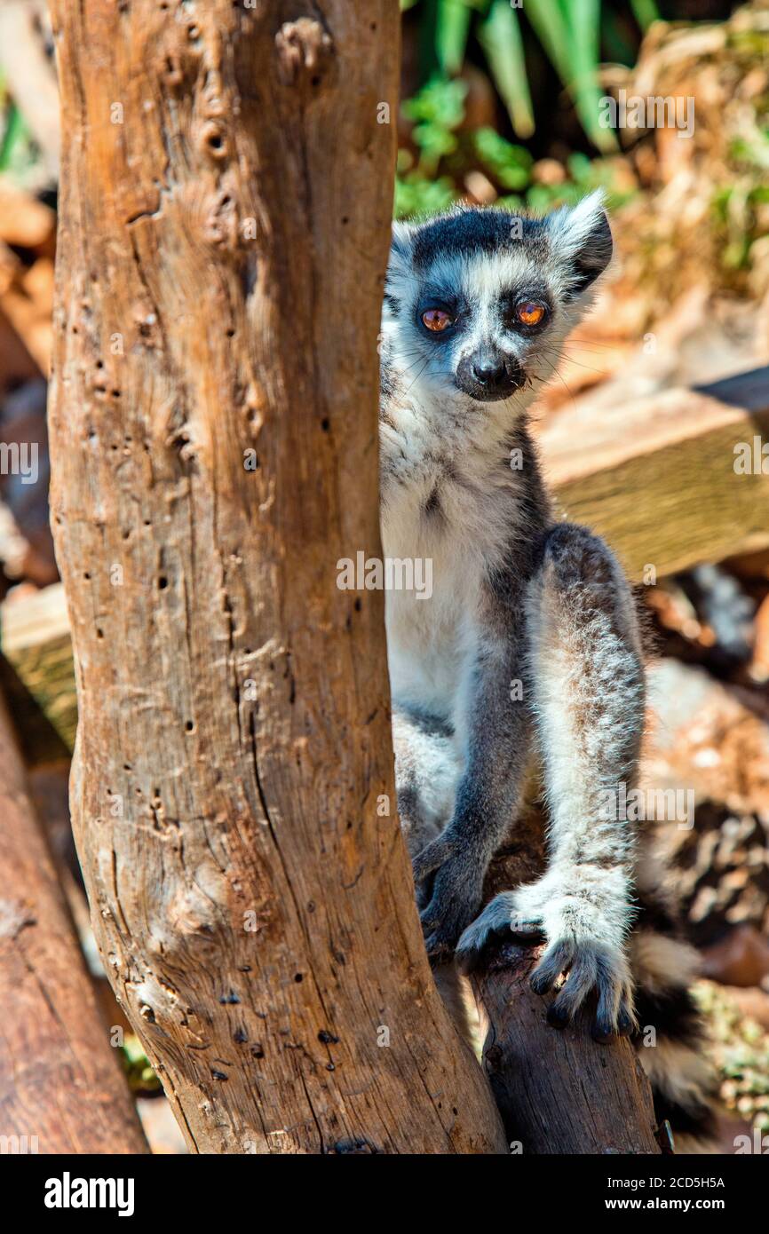 Lemur in Amazonas park, zoo between Neapolis & Kourounes village ...