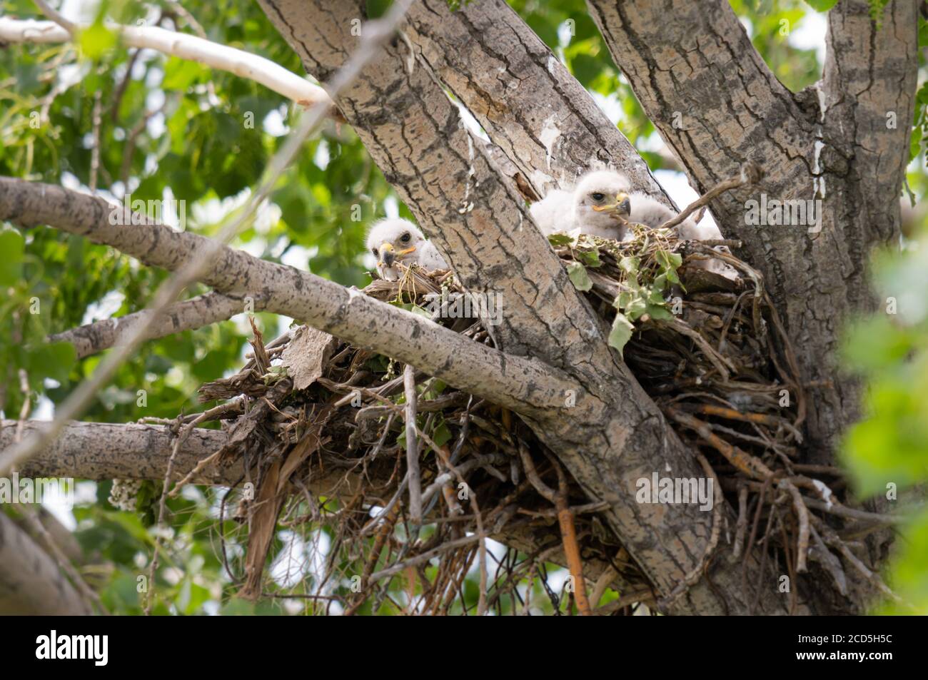 Red tailed hawk nest Stock Photo - Alamy