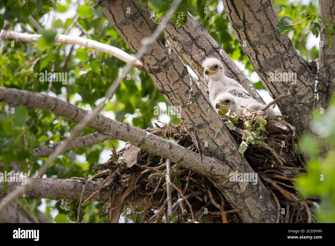 Red tailed hawk nest Stock Photo - Alamy