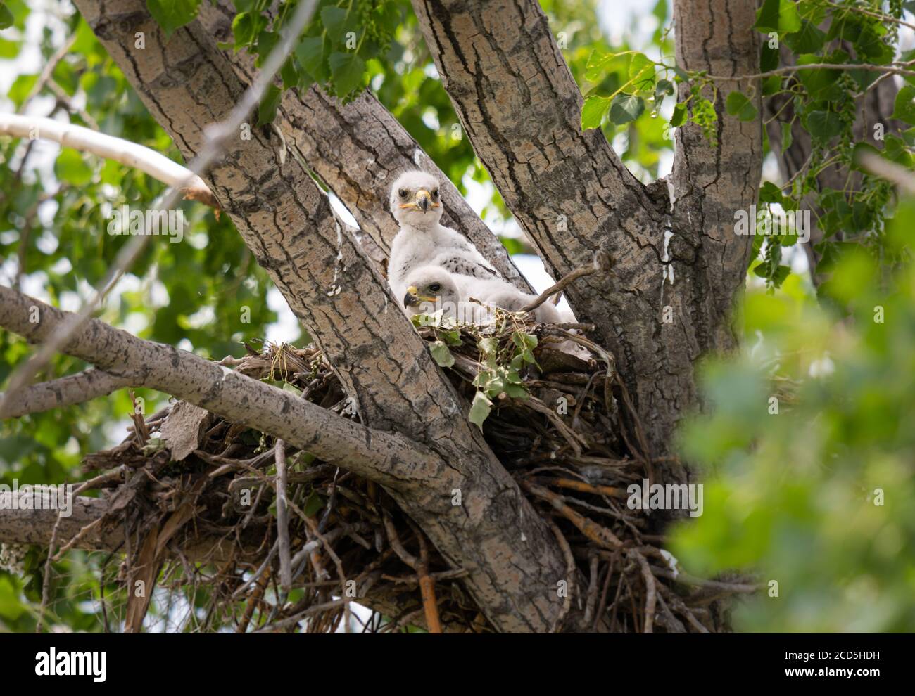 Red tailed hawk nest Stock Photo - Alamy