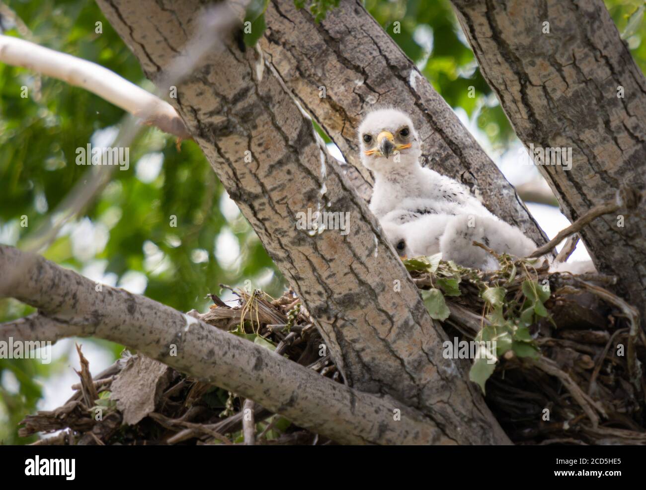 Red tailed hawk nest Stock Photo - Alamy