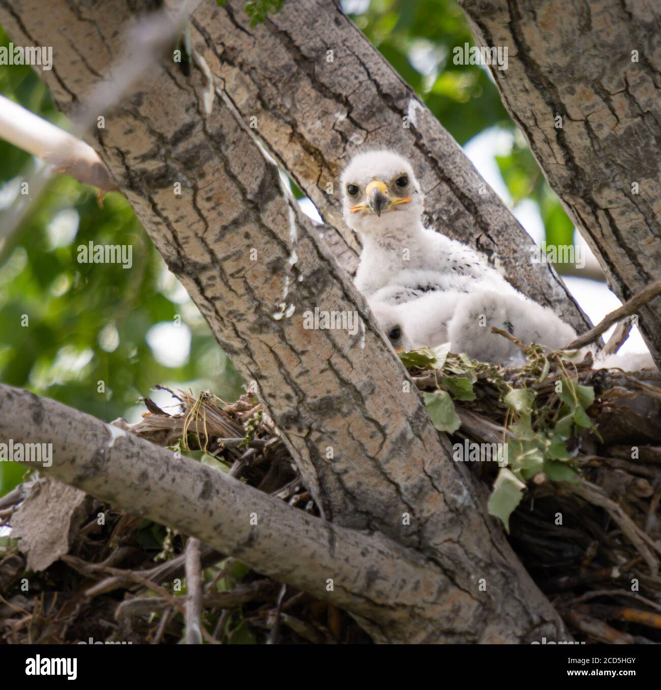 Red tailed hawk nest Stock Photo - Alamy
