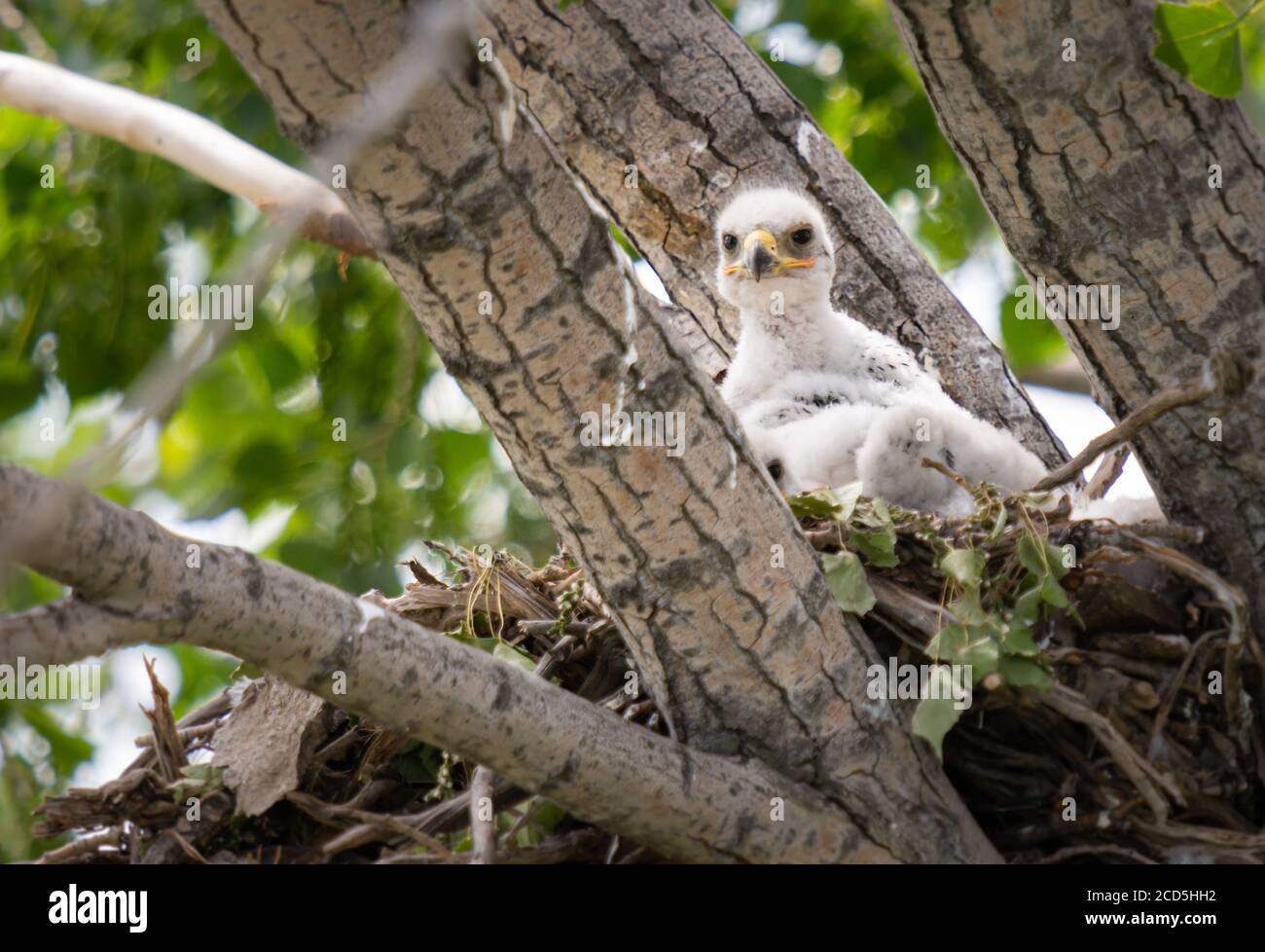 Red tailed hawk nest Stock Photo - Alamy