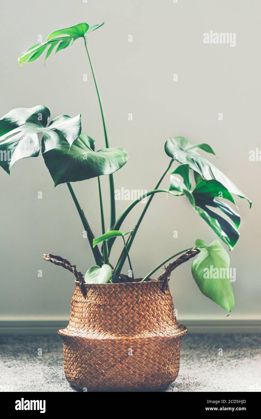 Monstera in basket Stock Photo - Alamy
