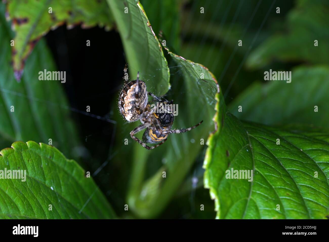 Two spiders hi-res stock photography and images - Alamy