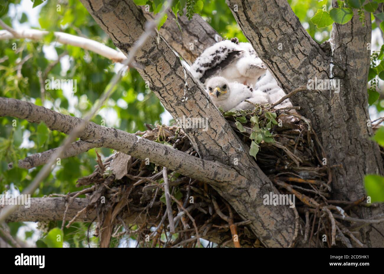 Red tailed hawk nest Stock Photo - Alamy