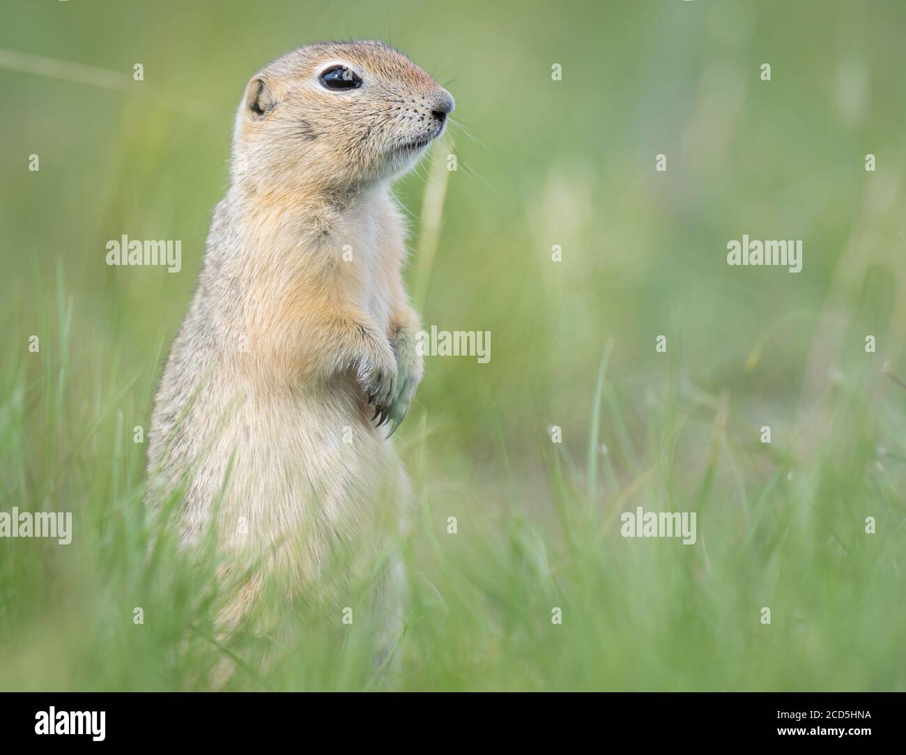 Richardson ground squirrel Stock Photo - Alamy