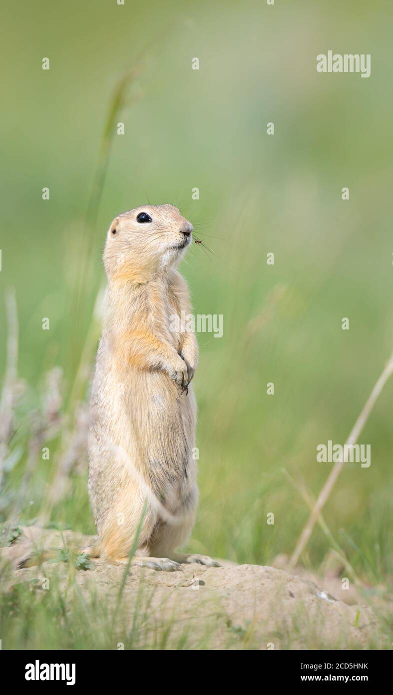 Richardson Ground Squirrel High Resolution Stock Photography and Images ...