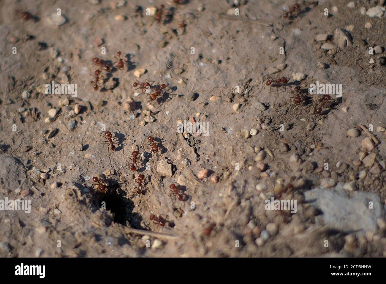 Colony of red ants enteroing leaving burrow to find food and bring it ...